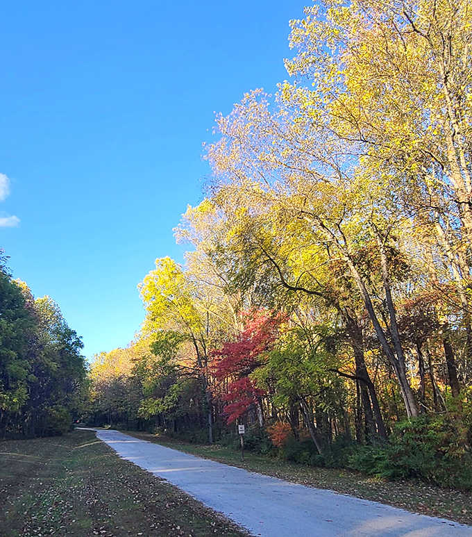 Autumn's golden runway stretches into the distance, a paved path cutting through nature's most spectacular seasonal wardrobe change.