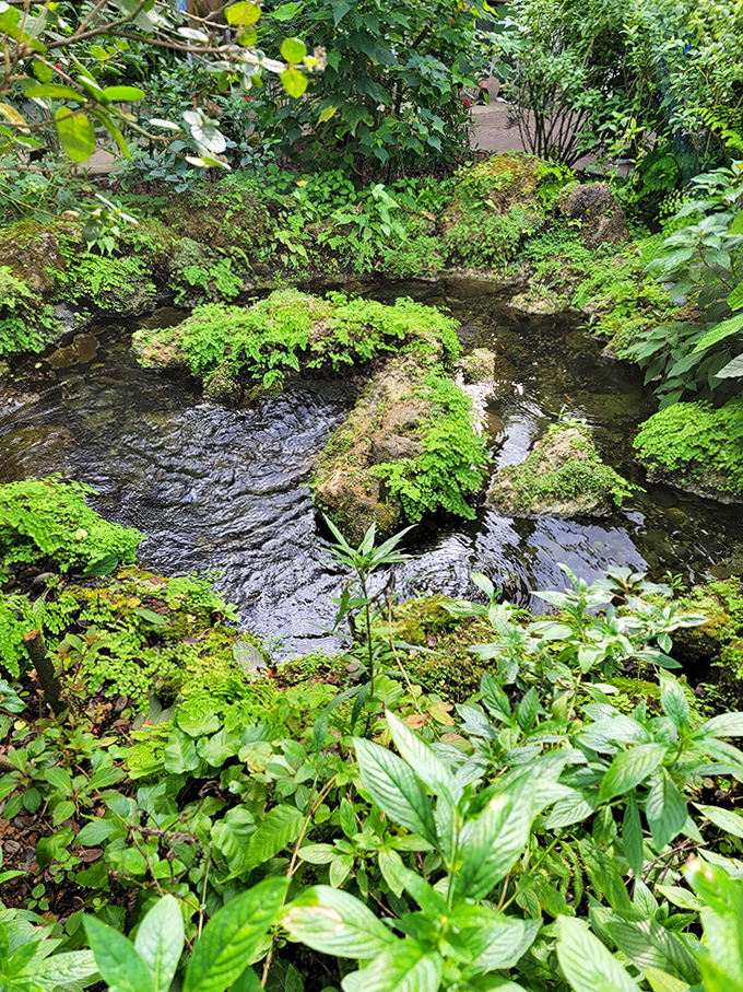 Moss-covered stones create nature's own stepping path through this garden stream &ndash; careful, that first step is a doozy!
