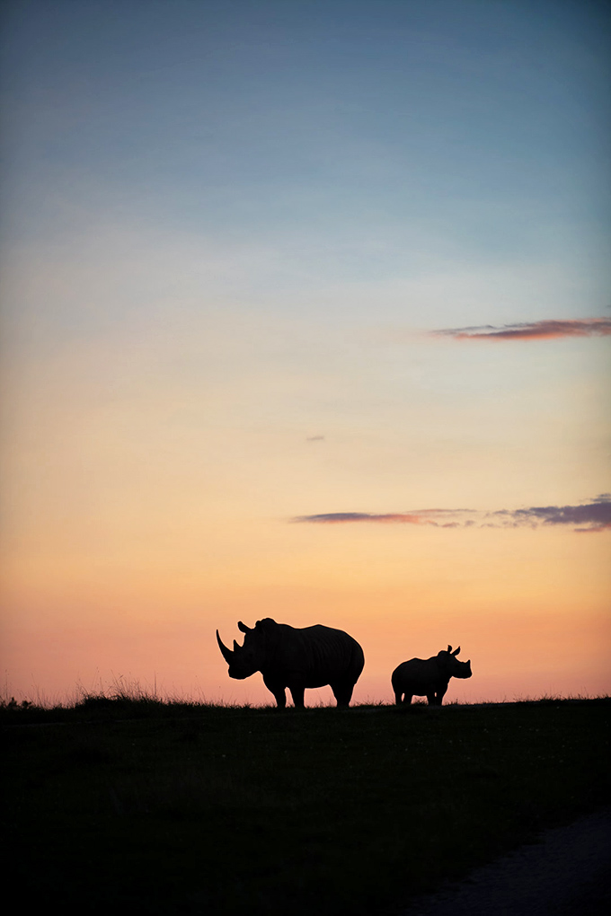 Sunset transforms The Wilds into a silhouetted masterpiece, where rhinos become living sculptures against the painted Ohio sky.