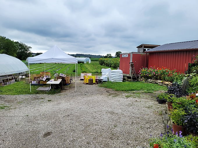 Beyond the town center, Amish country reveals its agricultural heart. These roadside farm stands operate on the radical business model of "grow it, pick it, sell it."