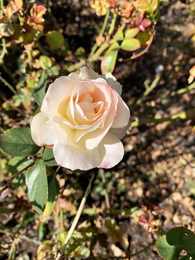 Creamy white petals unfurl with elegant restraint, proving that sometimes the quietest colors make the loudest statements in a garden.