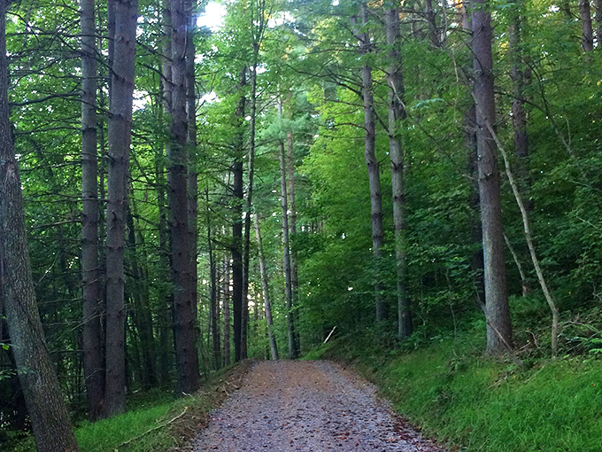 Nature's cathedral &ndash; where sunlight filters through leafy stained glass and the path leads to quiet contemplation.