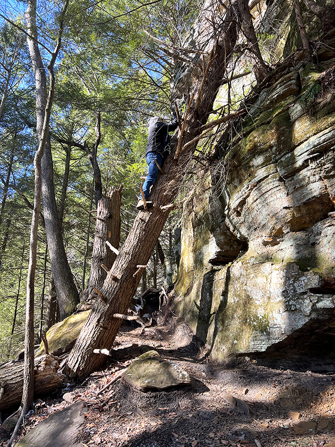 Sometimes the path requires a vertical detour. Tree climbing isn't just for kids &ndash; it's for anyone who remembers the joy of seeing from higher ground.