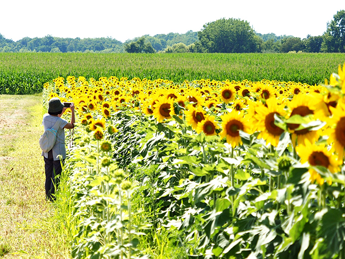 Camping under vast Illinois skies offers a perfect end to days spent exploring, with picnic tables awaiting morning coffee.