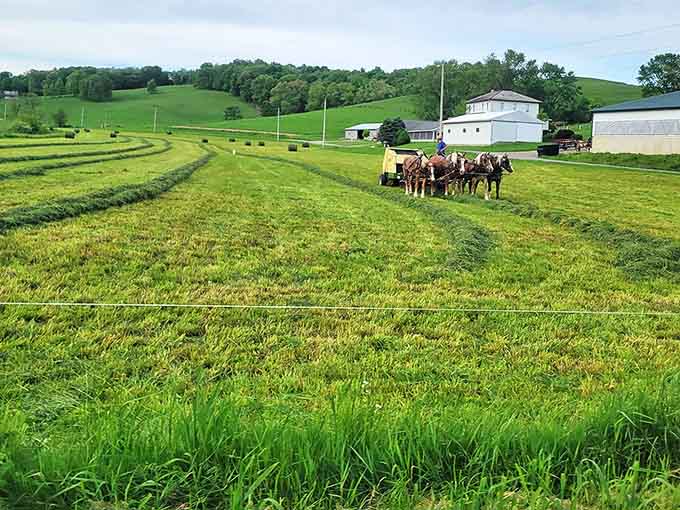 Fields being harvested the old-fashioned way, with horsepower that eats oats instead of guzzling gas. Efficiency measured in steady progress, not speed.