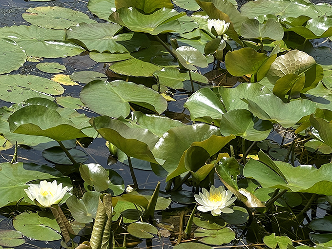 Water lilies open their delicate blooms to the summer sun, creating floating gardens that Monet would have rushed to paint.