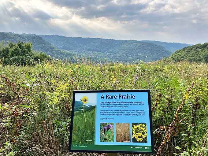 This rare prairie ecosystem clings to the hillside like a botanical time capsule, showcasing plants that have called this spot home for millennia.