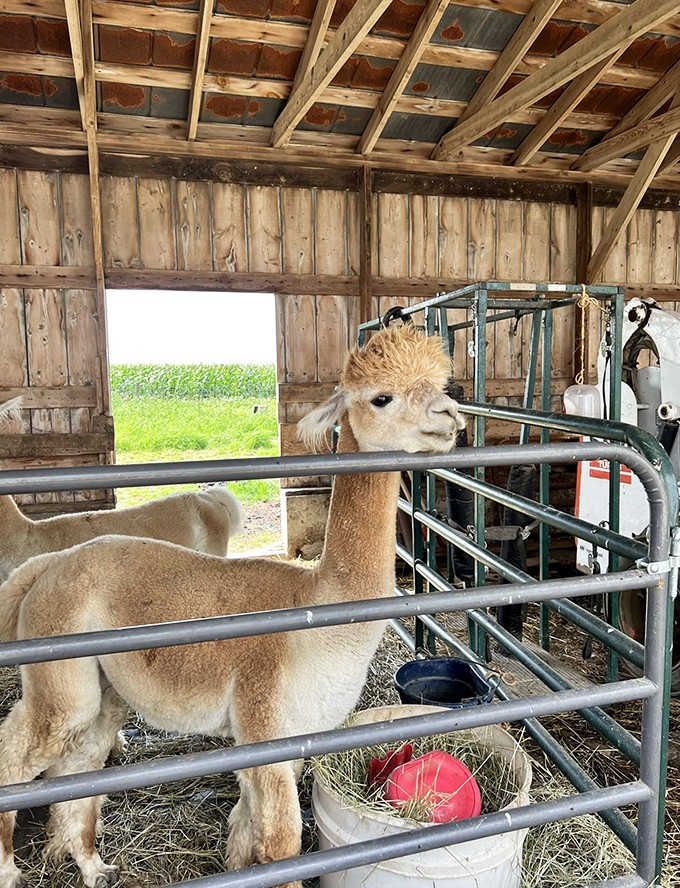 That face could launch a thousand Instagram posts&mdash;baby alpacas possess an almost unfair level of cuteness that melts even the coldest hearts.