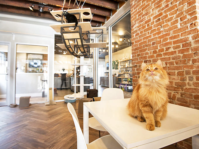 This ginger resident seems to have appointed himself supervisor, overseeing caf&eacute; operations from his preferred perch with regal confidence.