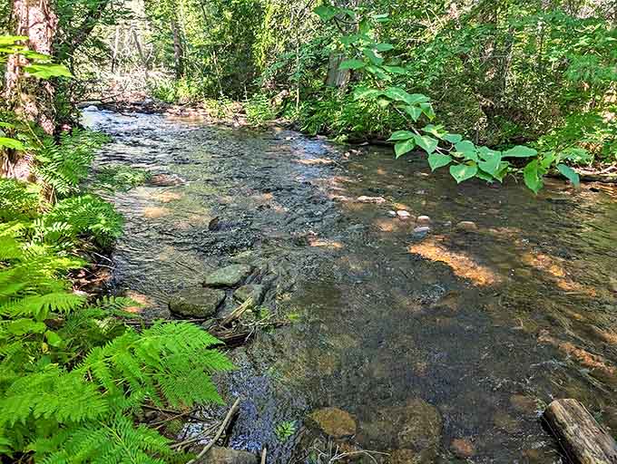 Crystal clarity reveals every pebble beneath the surface, a stream so pristine it looks like nature's version of filtered water.