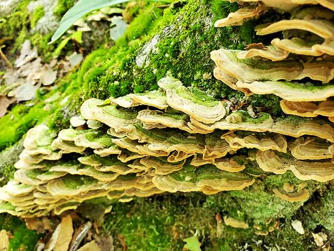 Even the fungi get in on the action here, creating their own layers of beauty on the ancient trees surrounding this natural wonder.
