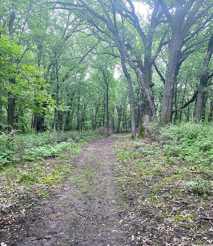 The forest path winds through ancient trees, their roots gripping the earth like hands that have held these secrets for centuries.