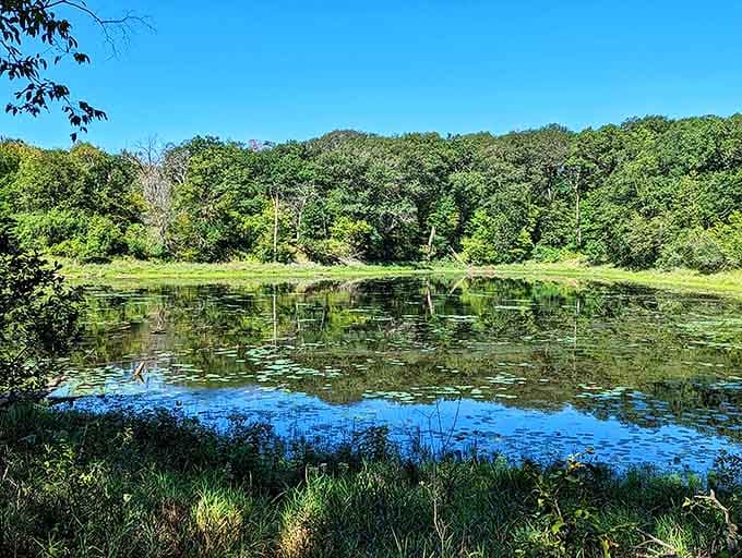 This serene pond reflects the surrounding forest with mirror-like precision, doubling nature's beauty in a perfect moment of stillness.