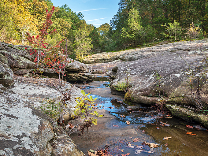 Autumn transforms Bell Smith Springs into a kaleidoscope of colors, with sandstone cliffs providing the perfect backdrop for nature's annual art show.