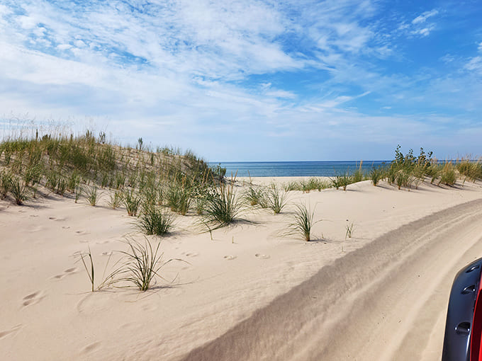 Delicate dune grasses anchor the shifting sands, their resilient root systems playing a crucial role in maintaining this fragile ecosystem.