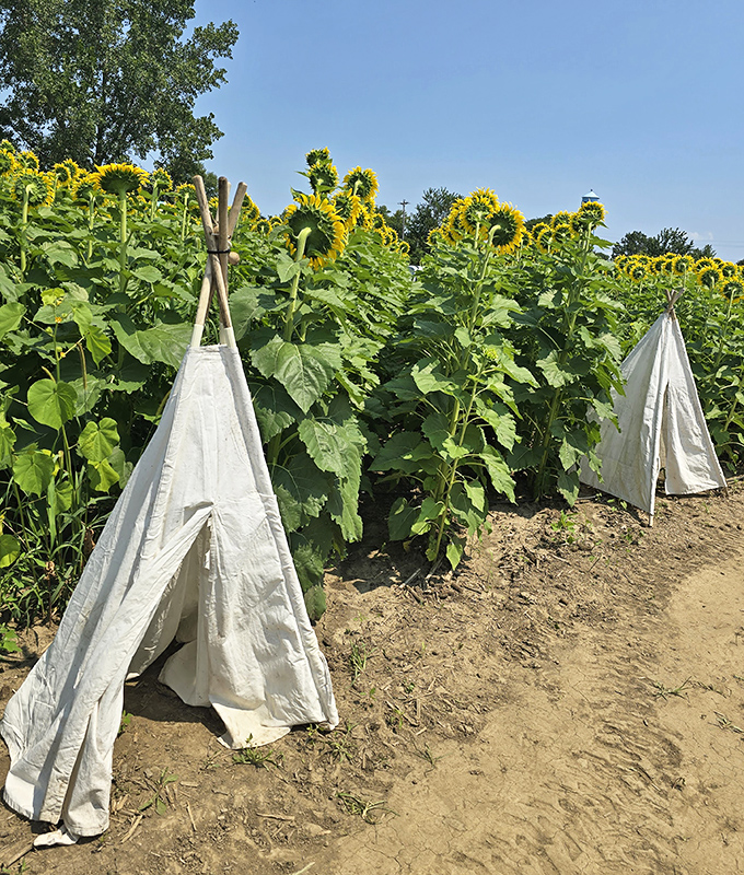 Mini teepees create hideaways among the stalks &ndash; childhood forts get a botanical upgrade that would make any kid (or kid-at-heart) squeal with delight.