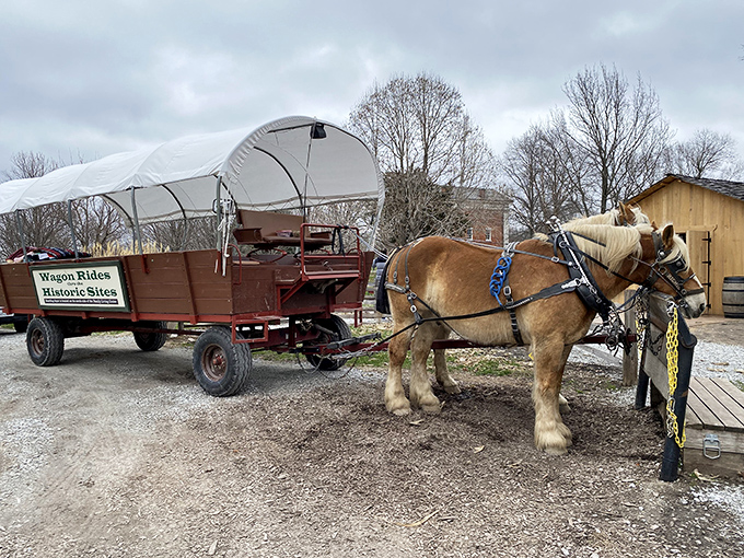 Horse-drawn wagon rides provide both transportation and entertainment, clip-clopping through history with an authentic touch.