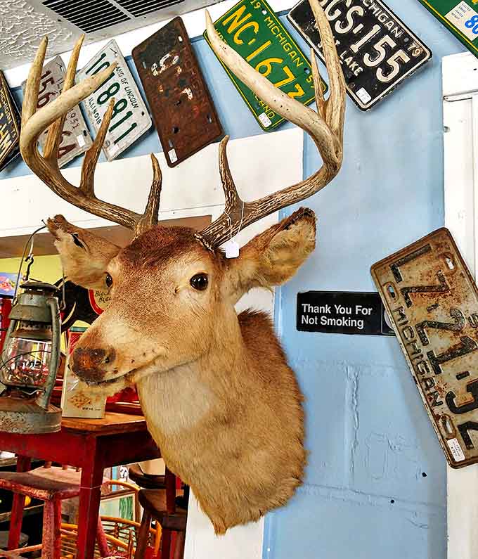 That deer mount has seen it all, surrounded by vintage license plates like postcards from America's highways. If those antlers could talk, what road trips they'd describe!
