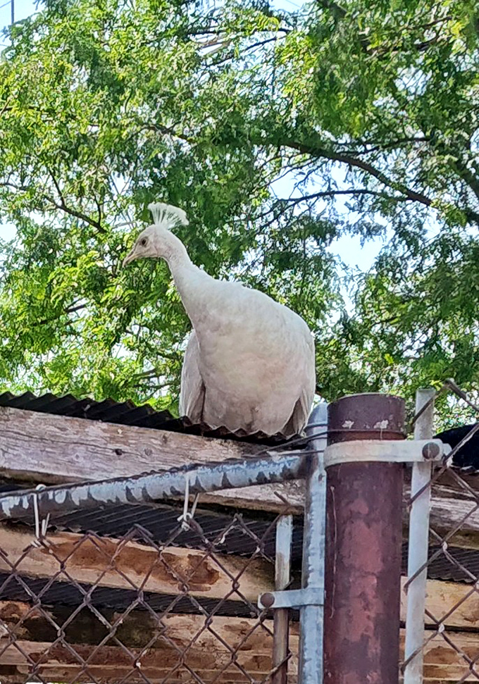 A white peacock displays its ethereal beauty atop a shelter, looking like a snow spirit against the green backdrop.