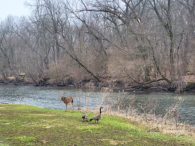 Wildlife sightings add unexpected magic to visits, though the deer are probably wondering why humans insist on dangling from trees like confused possums.