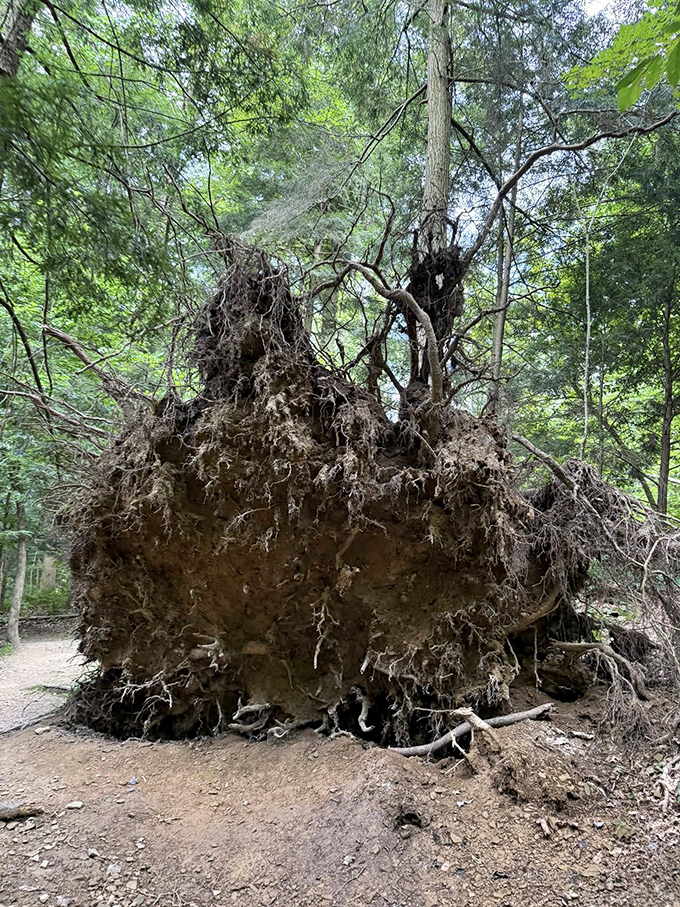This massive root system stands as nature's sculpture, dramatically showcasing what happens underground while we're busy looking at the trees above.