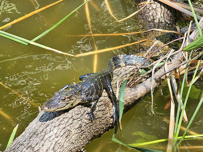 Just hanging out, don't mind me. This alligator demonstrates the fine art of log lounging, perfected over millions of years.