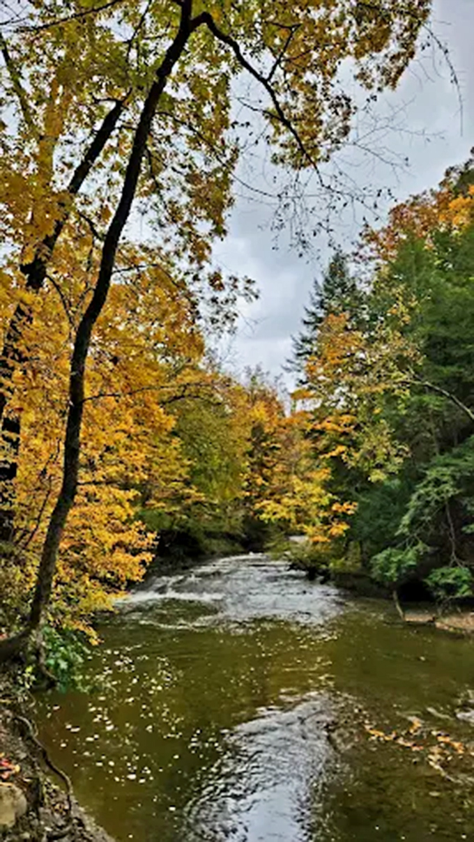Autumn transforms Brandywine Creek into a painting &ndash; golden trees reflecting in water that carries their fallen leaves downstream like tiny boats.