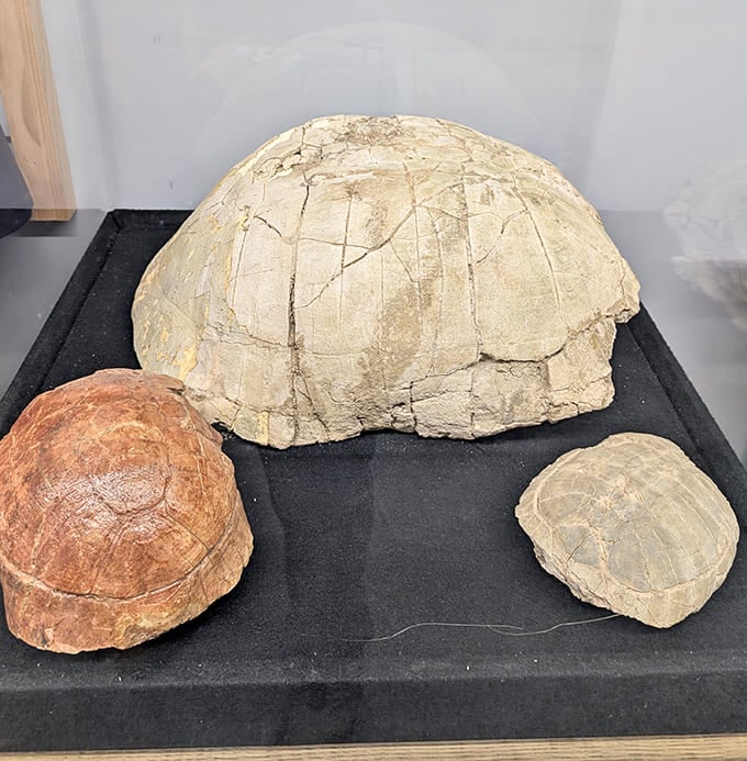 Fossilized tortoise shells in various sizes prove that some things really do last forever, especially when mineralization does its slow magic.