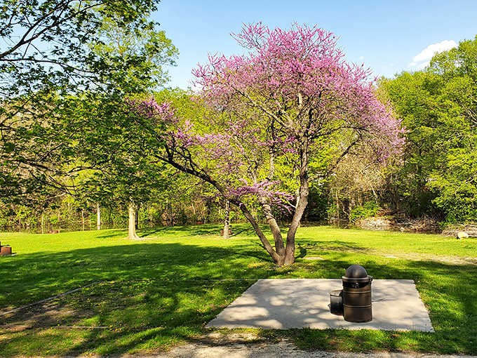 When trees burst into spring color like this, you understand why people write poetry about nature instead of, say, parking lots or strip malls.