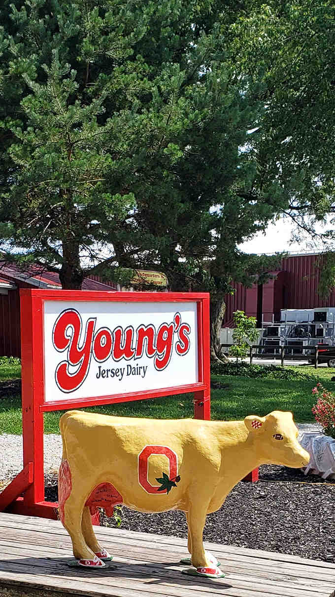 The yellow cow sculpture proudly displays Ohio State spirit, a quirky landmark that's become a beloved photo spot. Even the decorative livestock has team loyalty here!