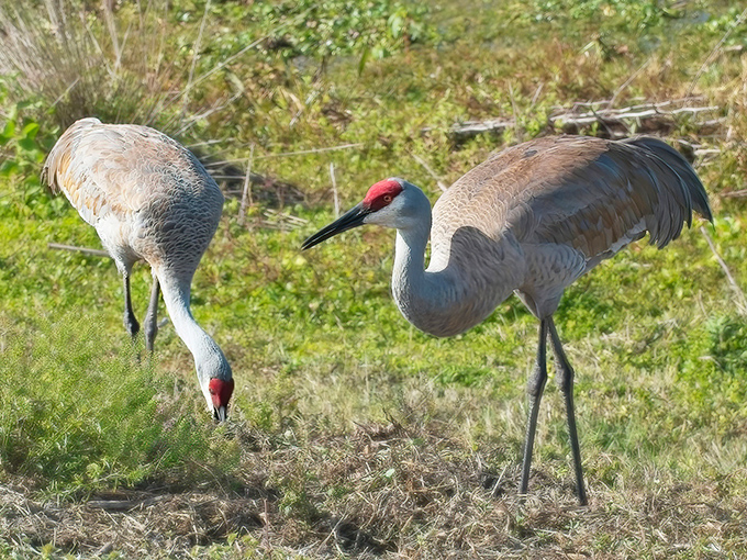 Sandhill cranes forage in the grasses, their prehistoric calls echoing across the fields as they strut with runway model confidence.