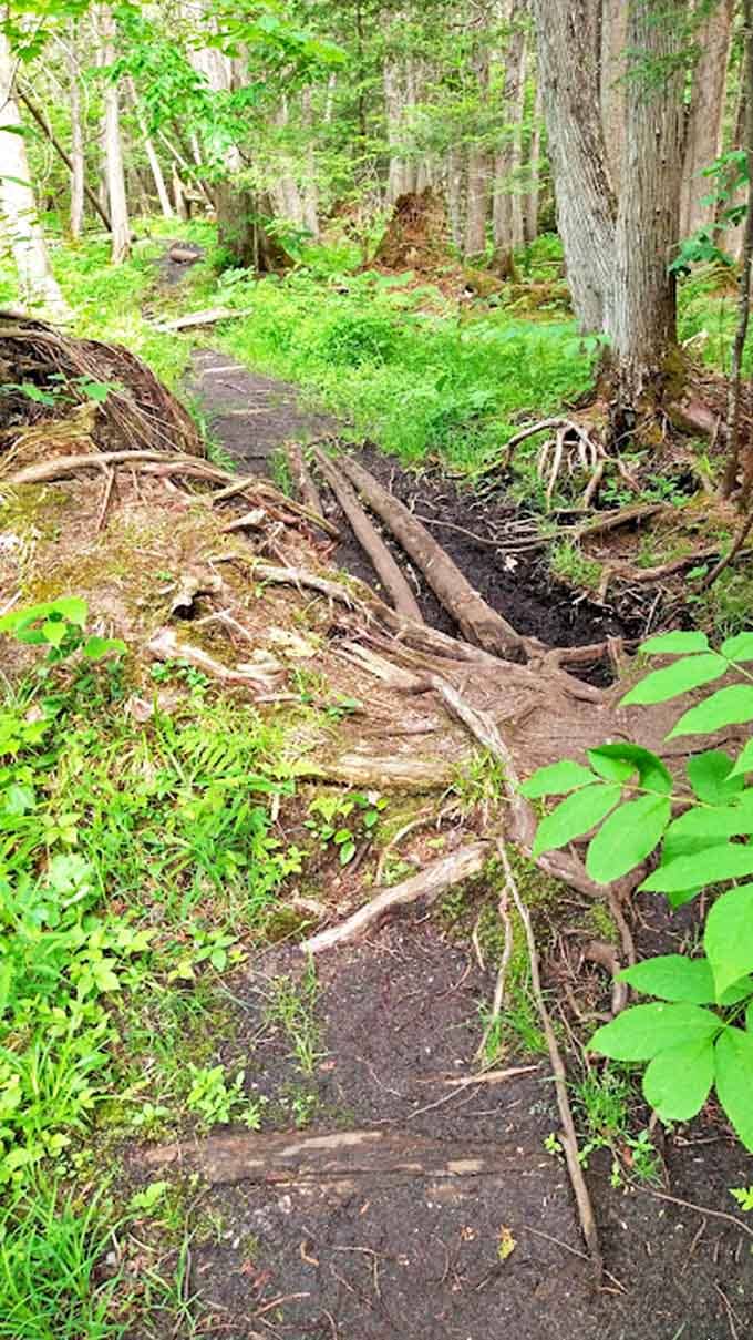 Nature's obstacle course &ndash; where tree roots create a natural staircase that reminds you those gym membership fees could be better spent on hiking boots.