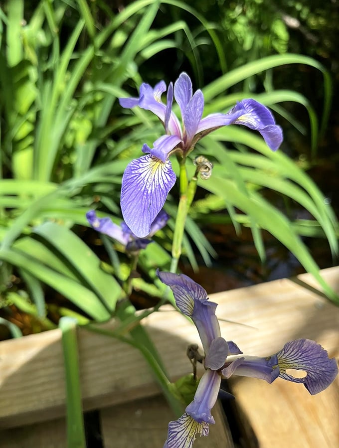 Wild iris stands tall among the greenery, nature's own stained glass window catching and transforming the woodland light.