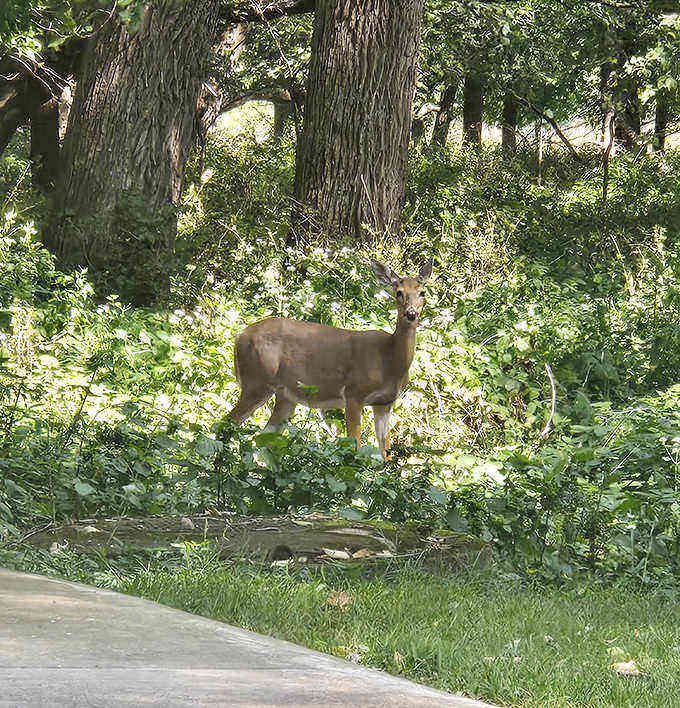 Deer: A white-tailed resident pauses mid-browse, demonstrating the perfect blend of elegance and wariness that keeps these woodland celebrities thriving.