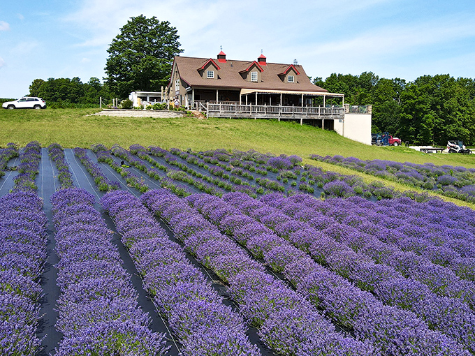 Lavender fields stretch toward a rustic farmhouse—where purple waves of fragrant blooms create a sensory paradise.
