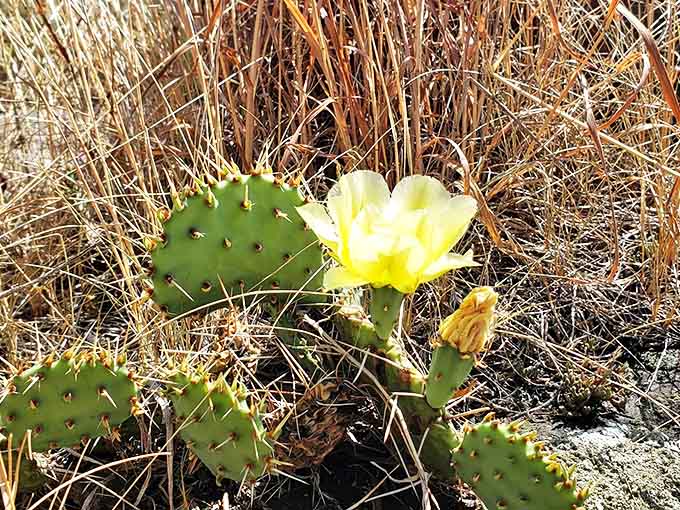 Even in this harsh prairie environment, life finds a way &ndash; this prickly pear cactus blooms like a desert optimist.