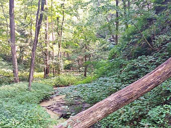 This lush creek scene looks like where woodland creatures would hold their secret meetings and plan forest business.