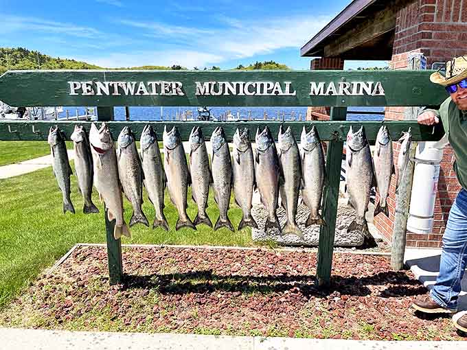 Today's catch displayed at Pentwater Municipal Marina – where fishing stories grow slightly larger with each telling.