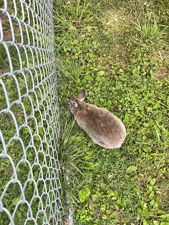 This contemplative bunny seems to be pondering the deeper questions of life &ndash; or possibly just eyeing that patch of clover.