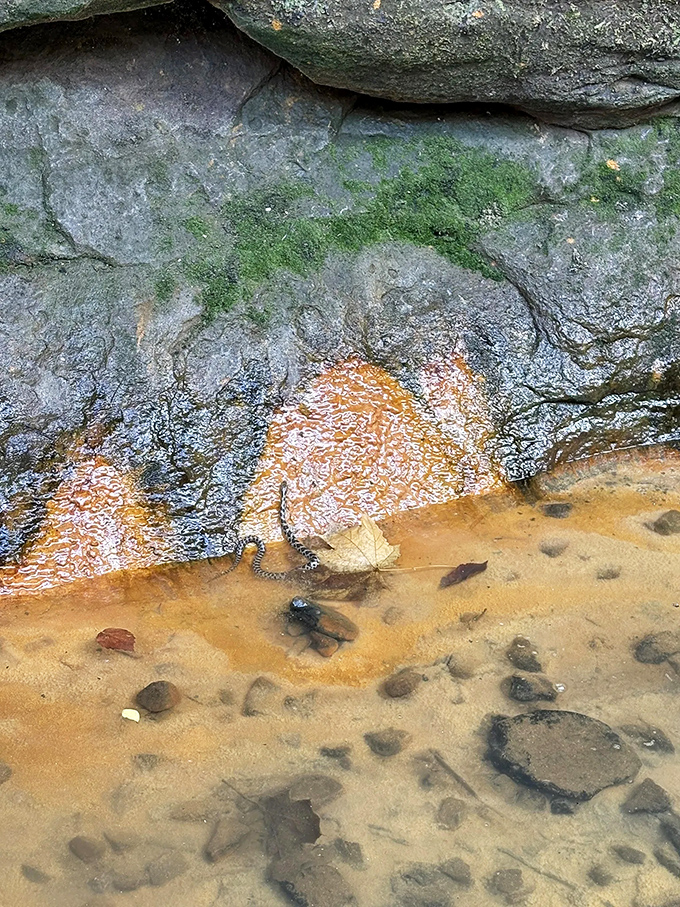 Nature's cleanup crew at work: a small water snake navigates the shallows, keeping the ecosystem balanced while giving hikers something to talk about later.