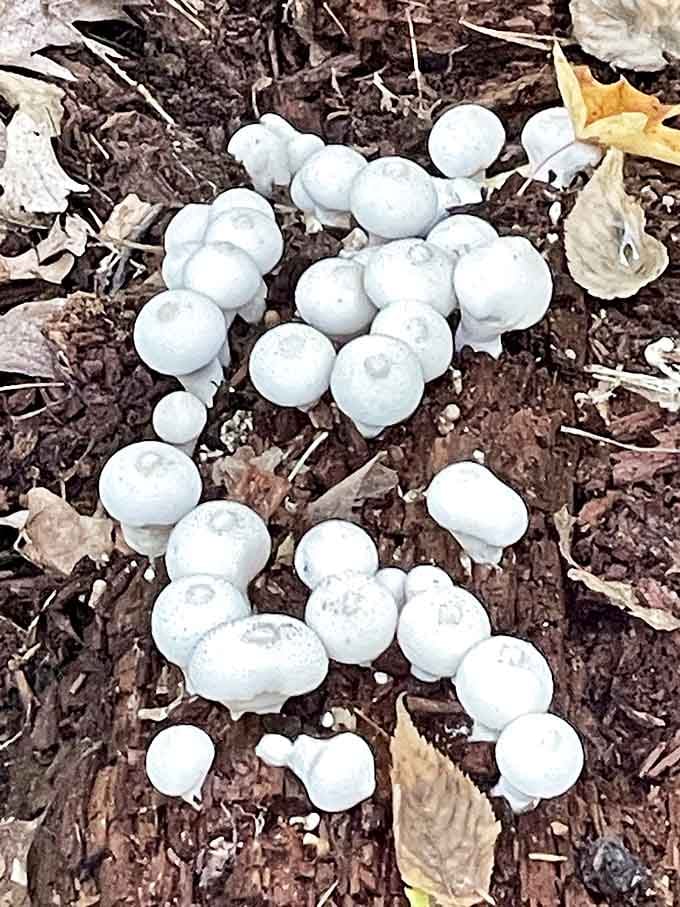 These ghostly white mushrooms appear like nature's own polka dots, decorating the forest floor with whimsical precision.