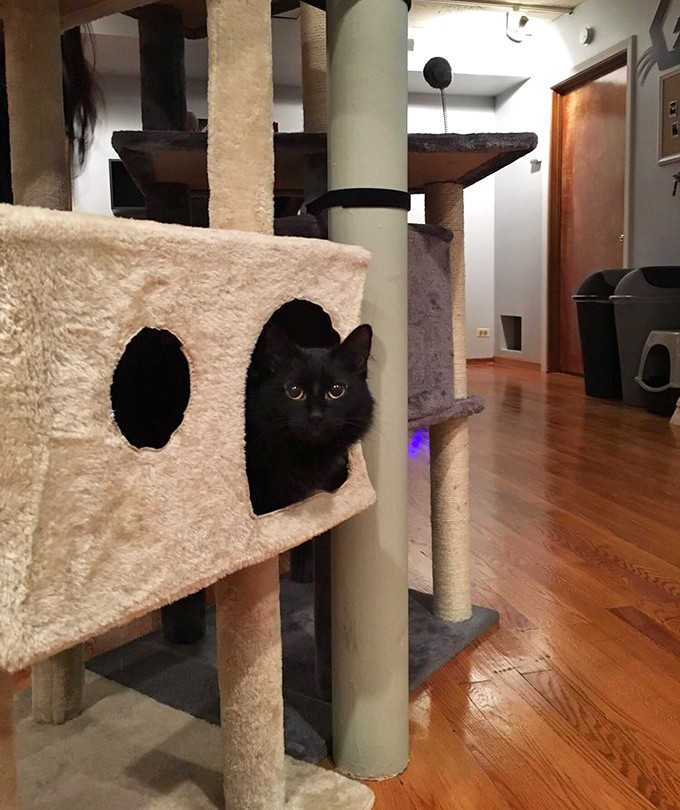 Peek-a-boo! A curious black cat claims its multi-level tower, demonstrating how The Catcade creates environments where cats can feel secure while remaining social.