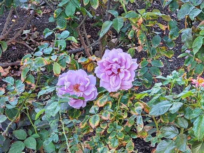 Lavender blooms cluster together in this floribunda display, creating a purple haze that looks like someone bottled a sunset and planted it.