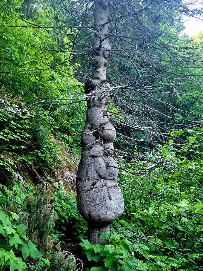 Nature's sculpture garden includes this fascinating tree formation, showcasing the artistic side of the forest's endless creative expressions.