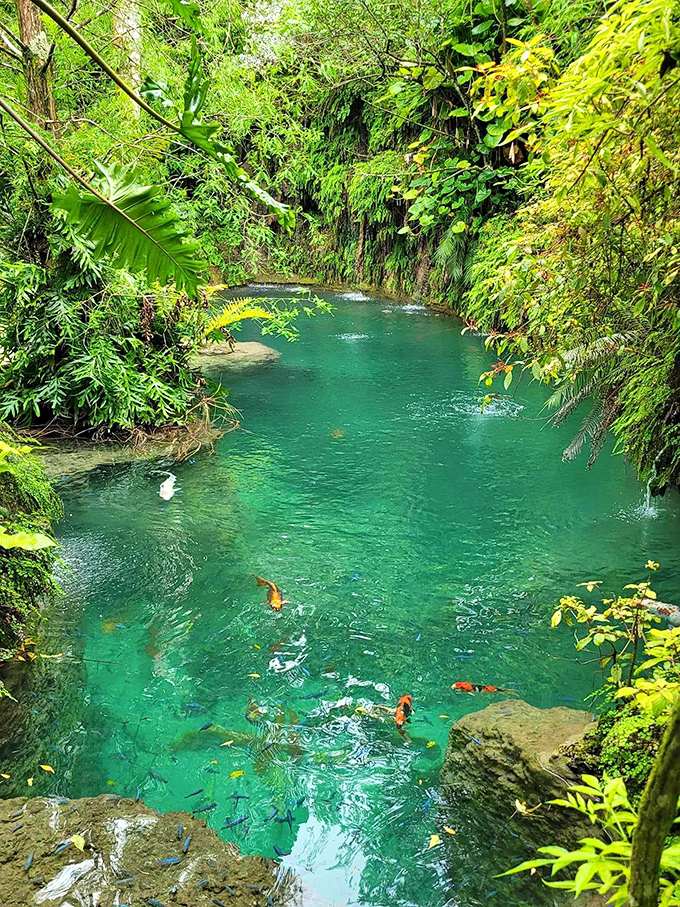 Koi fish dart through emerald waters like living jewels, occasionally surfacing with expressions of fish surprise.