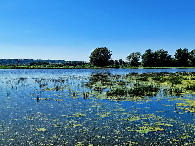 The Upper Mississippi River National Wildlife Refuge spreads its watery wilderness before you, a reminder that some places are best left to nature's own design.
