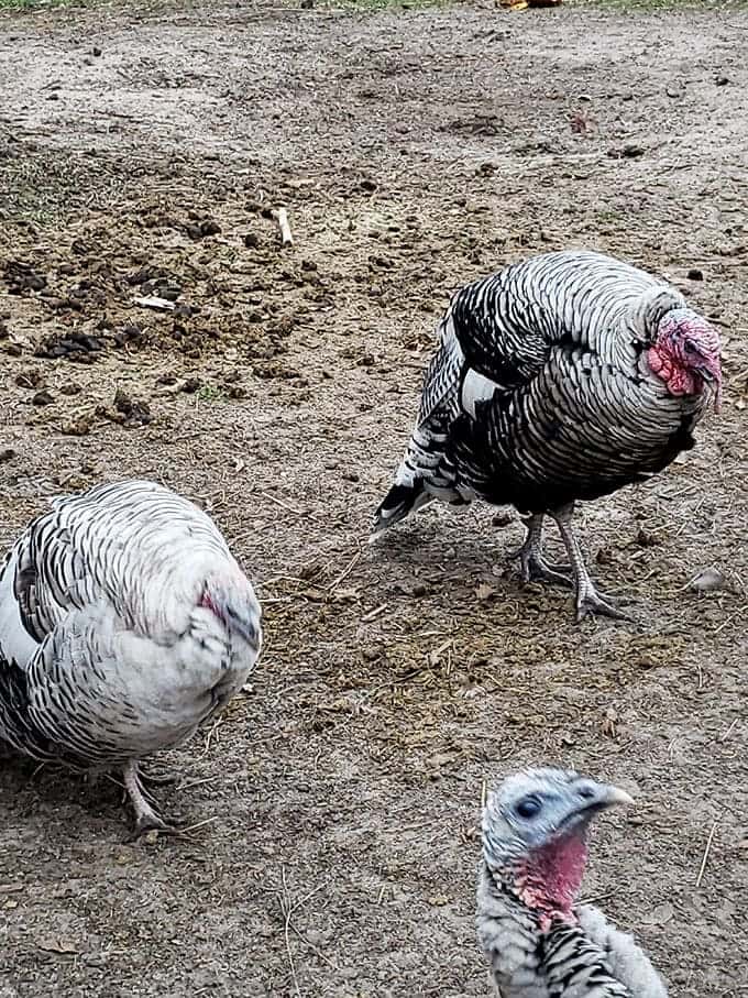These turkeys strut around like they own the place, which, to be fair, they kind of do during their farm residency.