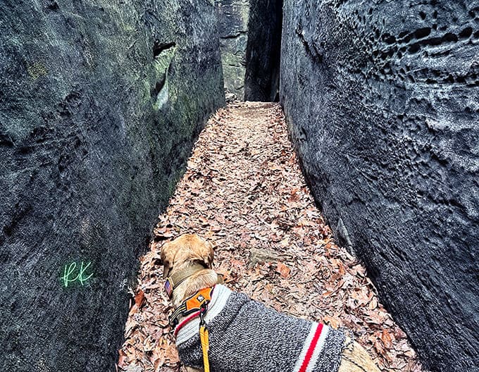 Even four-legged adventurers appreciate the trail's wonders, proving that the call of the wild speaks to all species.