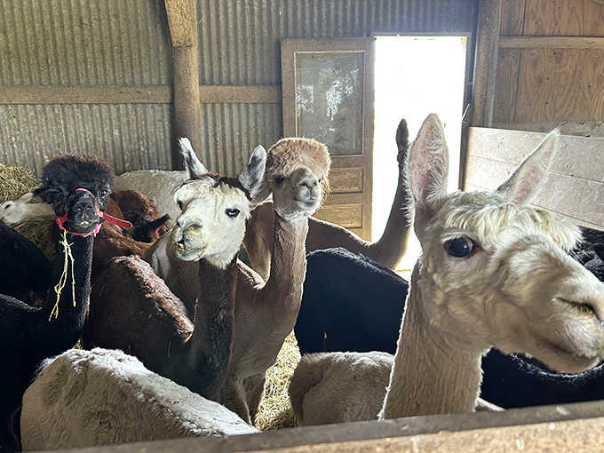 The herd gathers in their shelter, a fuzzy collection of personalities ranging from shy to bold, each one uniquely charming.
