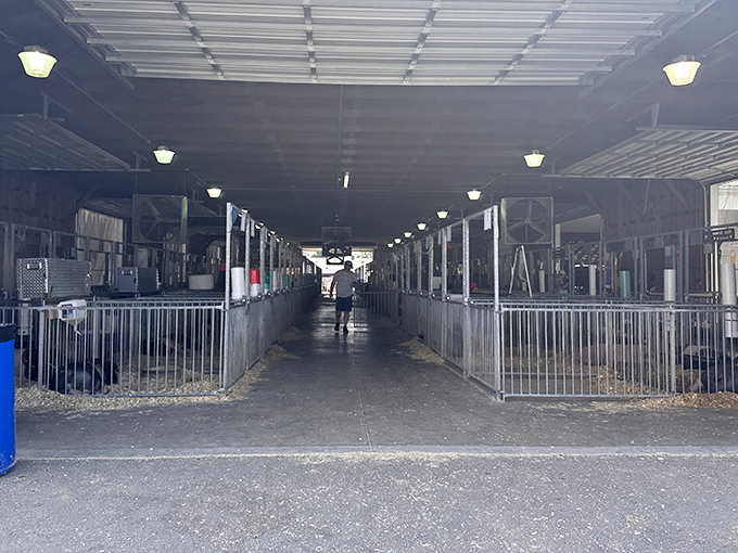 Traditional horse barns maintain the agricultural heritage that's central to county fair culture.